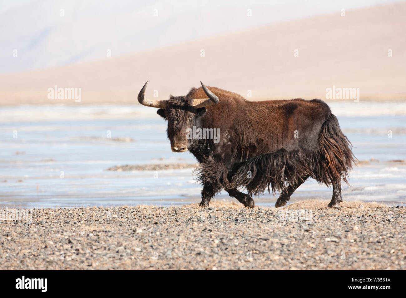 Wild yak (Bos mutus) portrait with snow in background, Qinghai, China ...