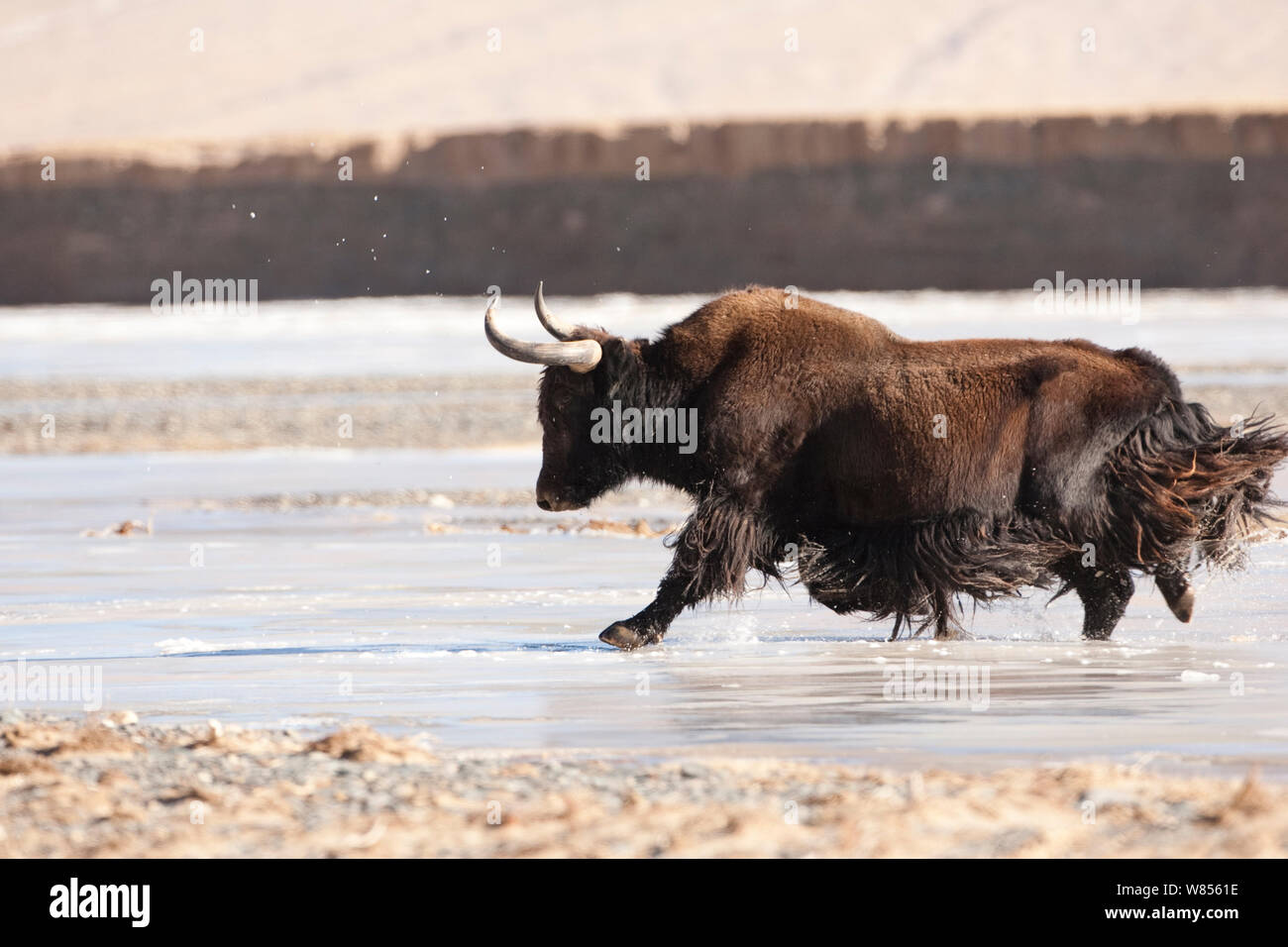 Wild yak (Bos mutus) running on snow, Qinghai, China, December Stock ...