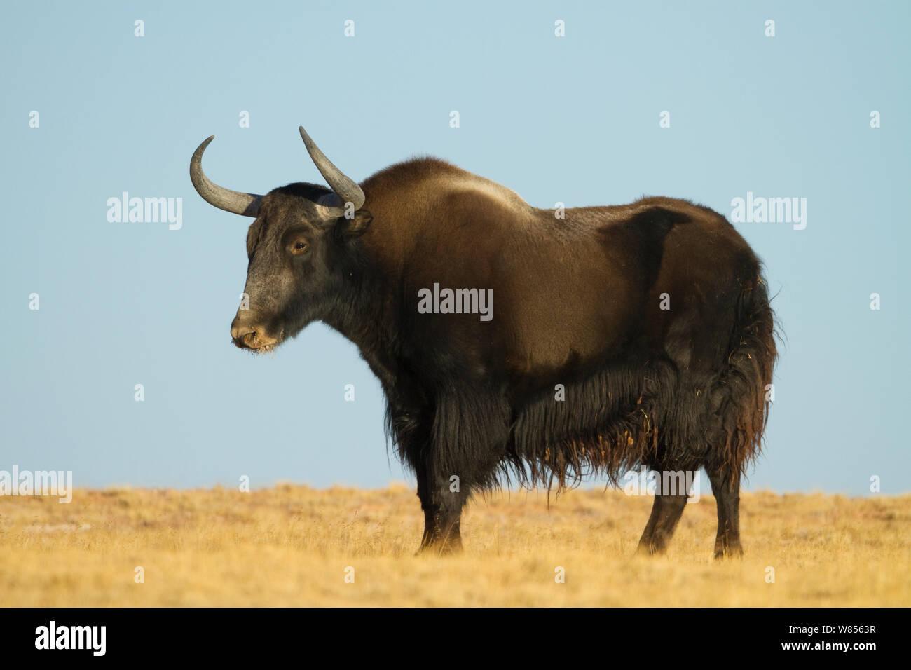 Wild yak (Bos mutus) Kekexili, Qinghai, Tibetan Plateau, China ...
