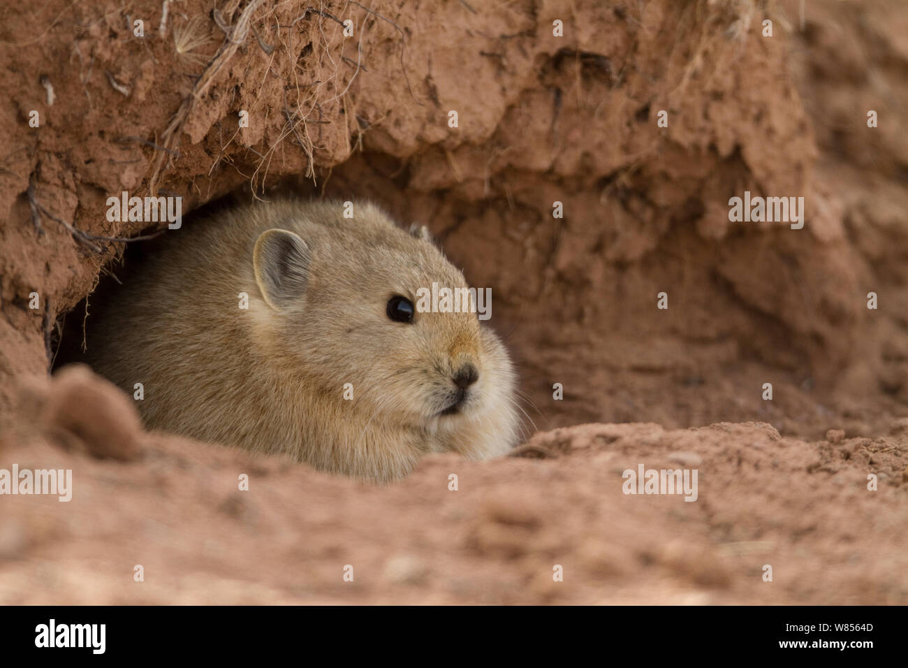 Plateau pikas hi-res stock photography and images - Alamy