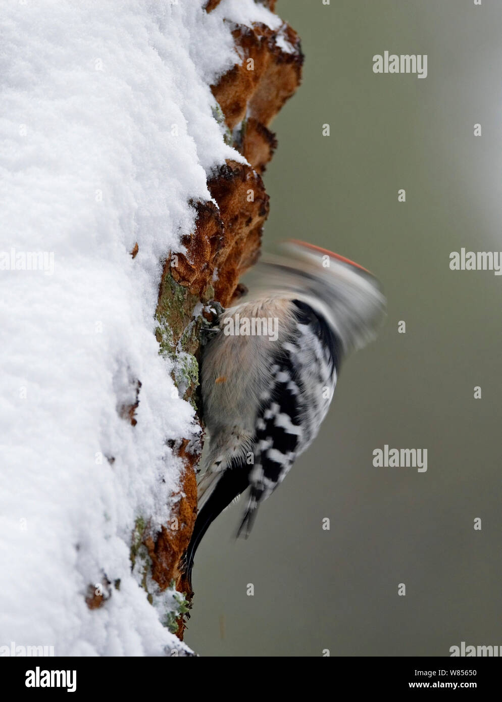 Lesser Spotted Woodpecker (Dendrocopos minor) male drumming on snowy ...
