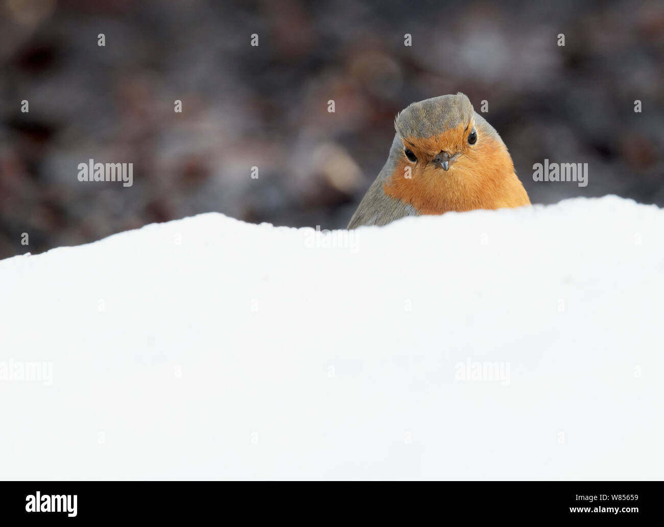 Robin (Erithacus rubecula) portrait behind snow, Uto, Finland, April ...
