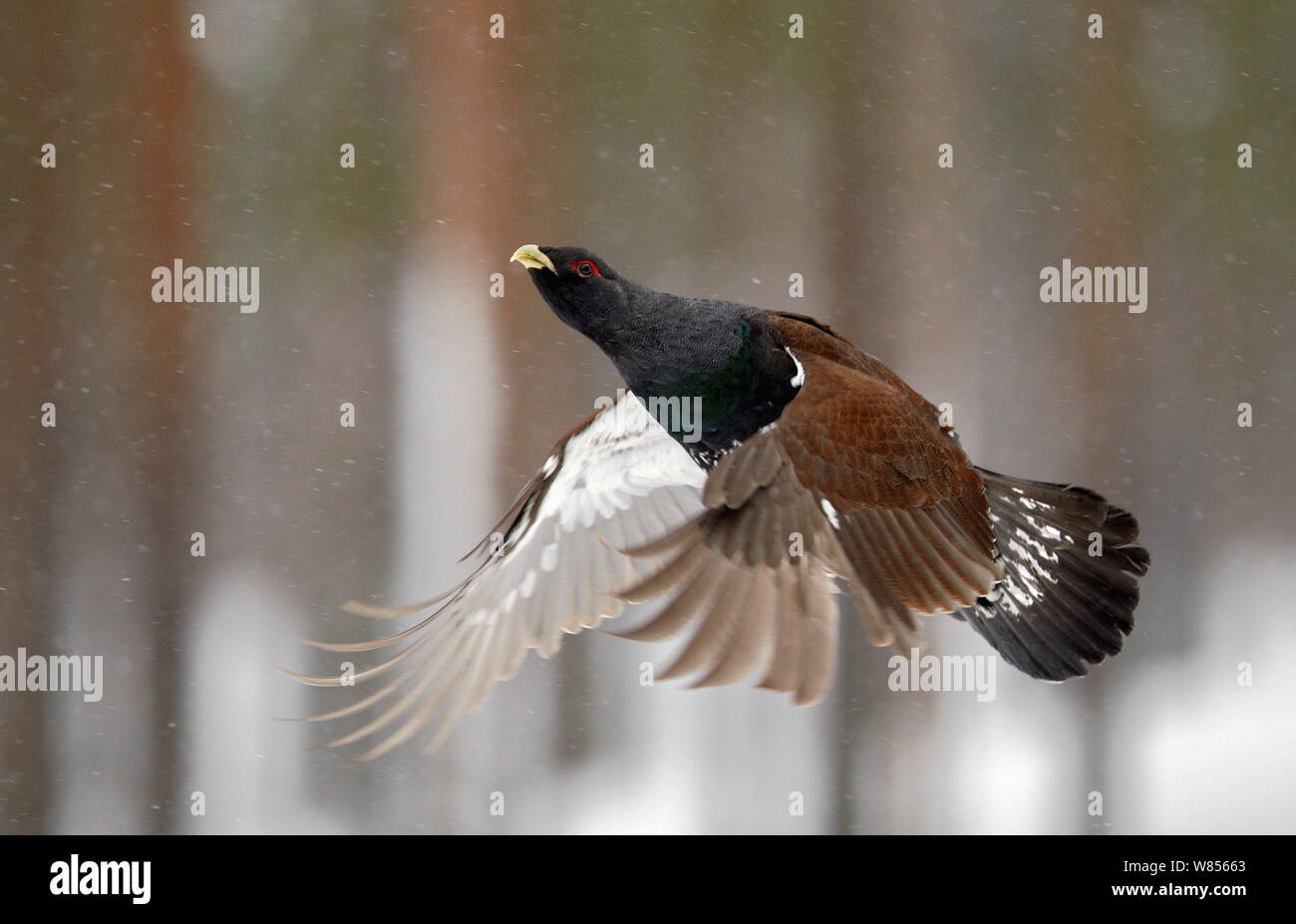 Capercaillie flying hi-res stock photography and images - Alamy