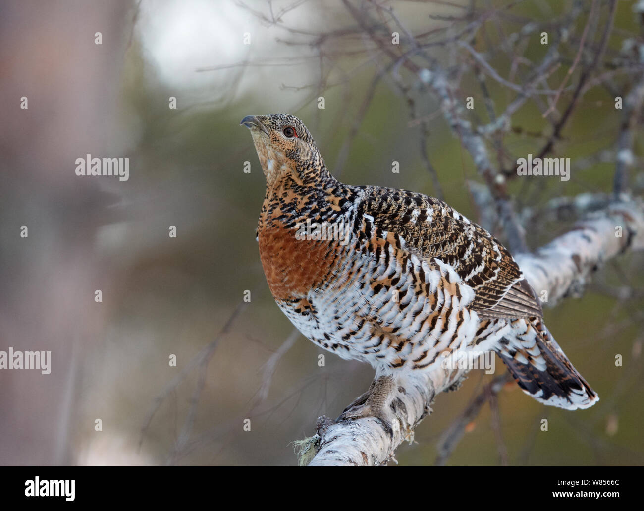 Galliformes hi-res stock photography and images - Alamy