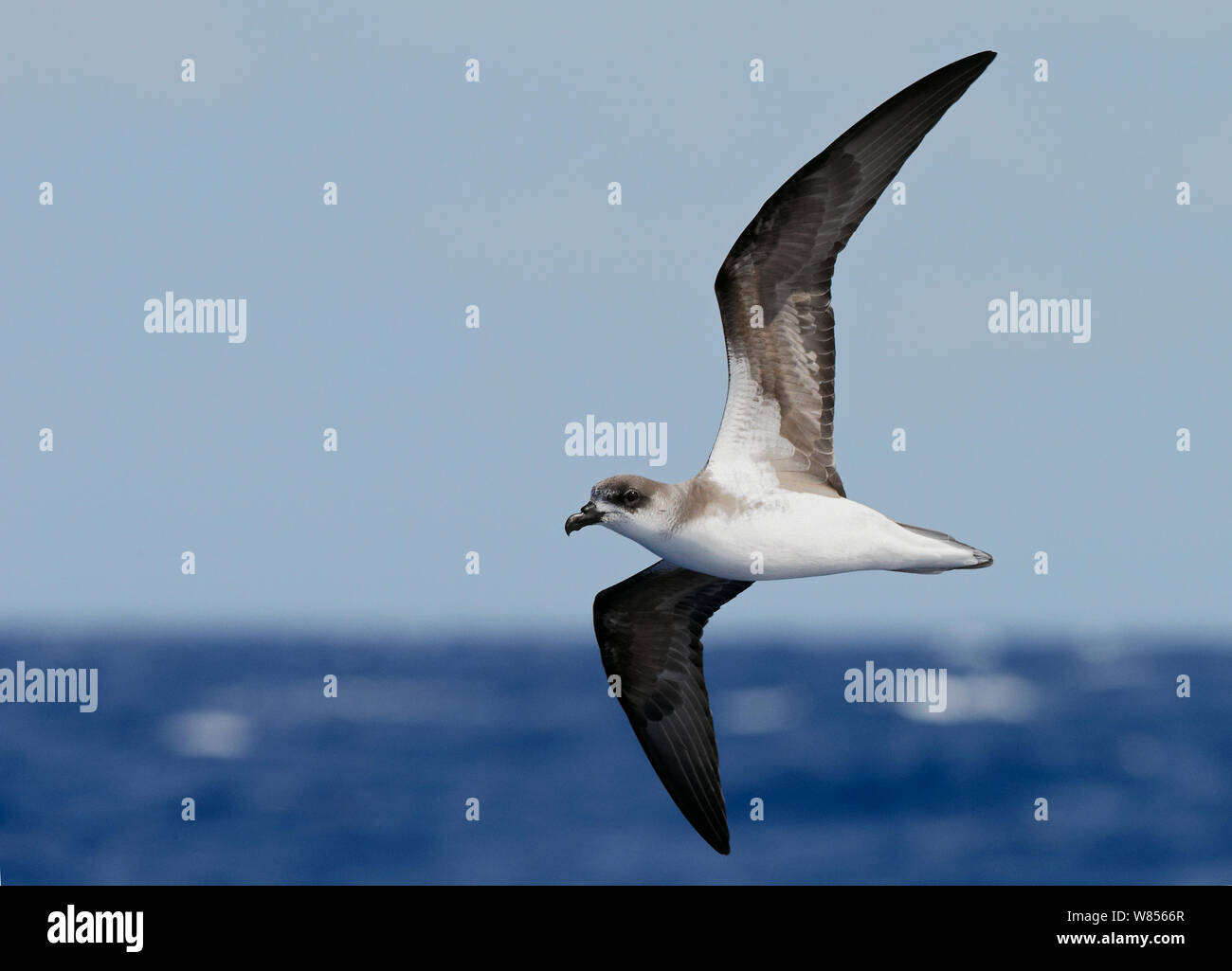 Fea's Petrel (Pterodroma feae) Madeira, Portugal August Stock Photo - Alamy