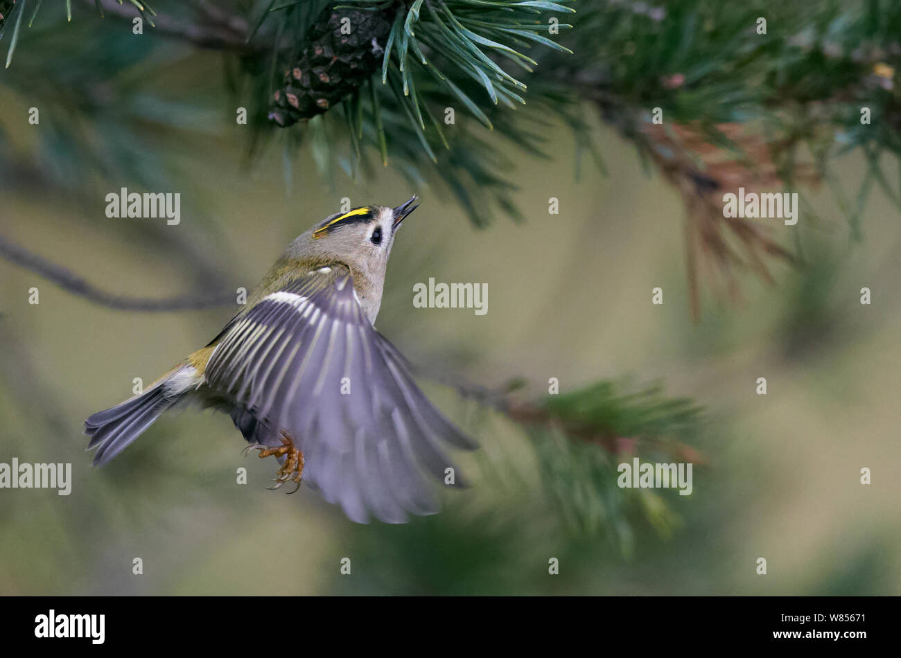 Goldcrest (Regulus regulus) flying up towards pine tree, Uto Finland ...