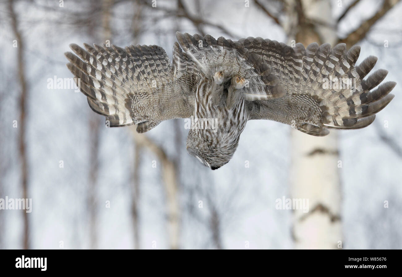 Birds Swooping Down High Resolution Stock Photography and Images - Alamy