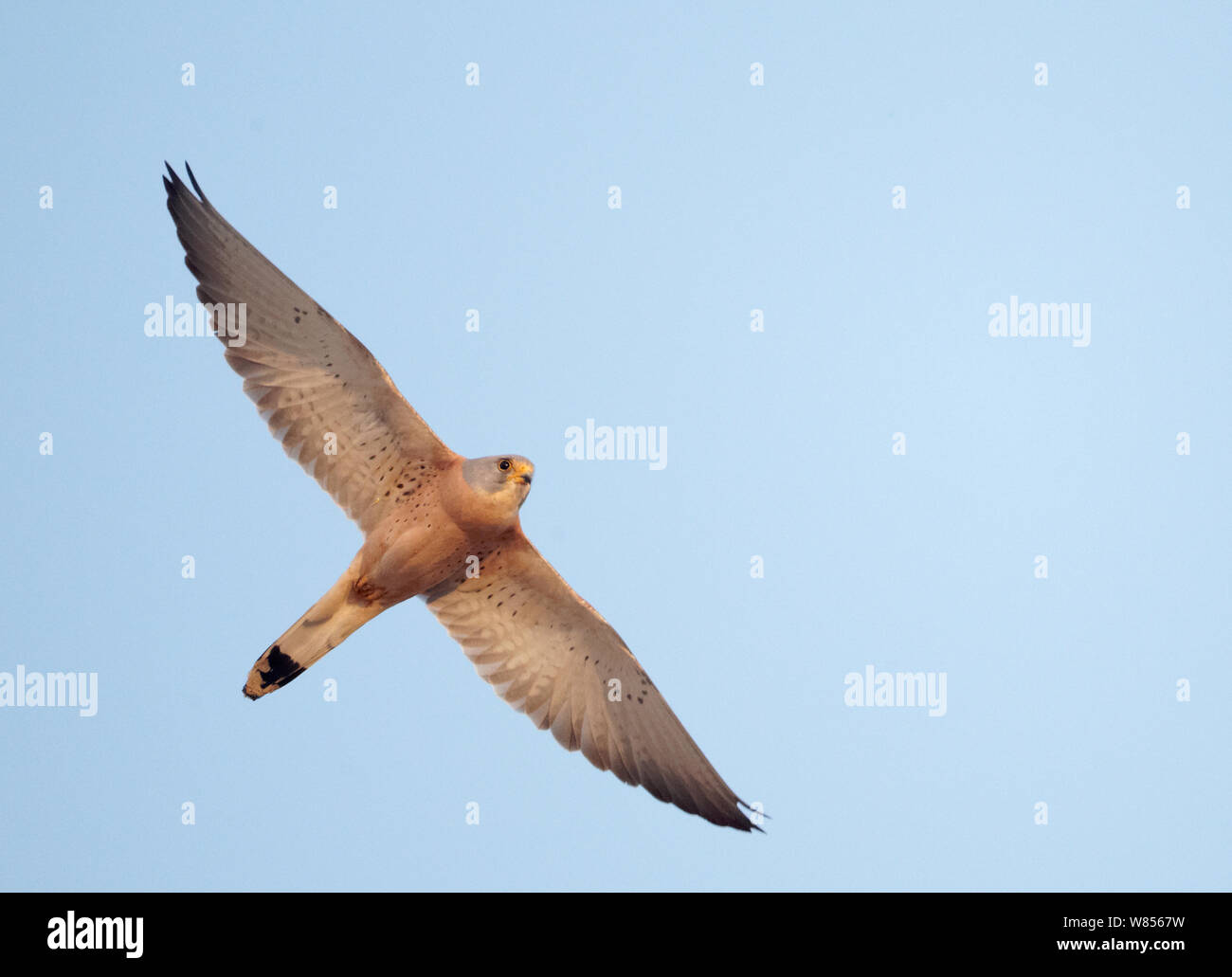 Lesser Kestrel (Falco naumanni) in flight, Spain April Stock Photo - Alamy