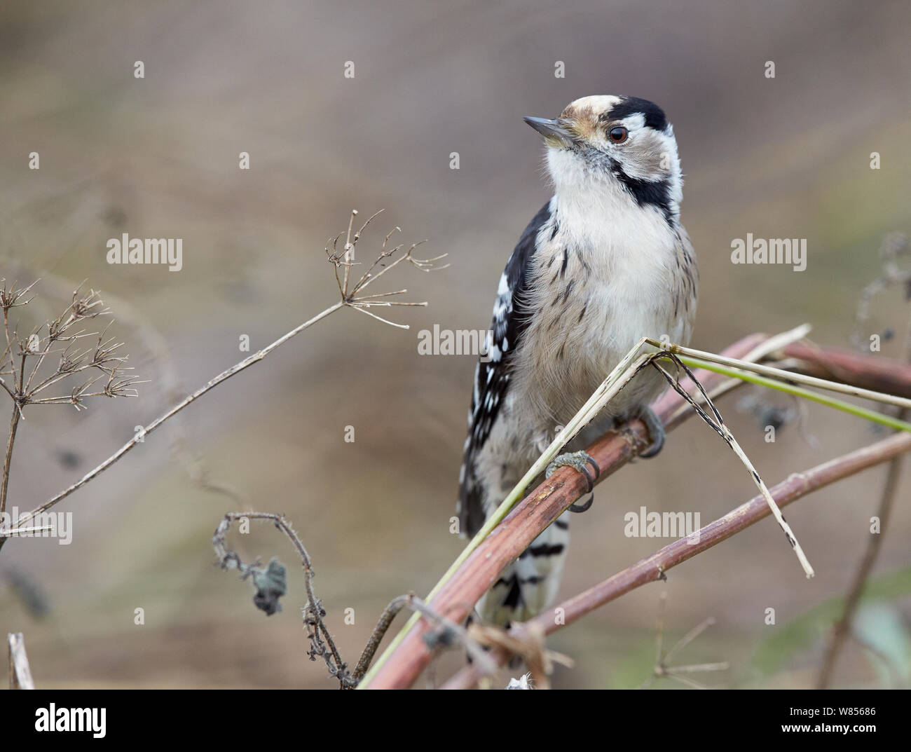 Lesser Spotted Woodpecker (Dendrocopus minor) Uto Finland October Stock ...