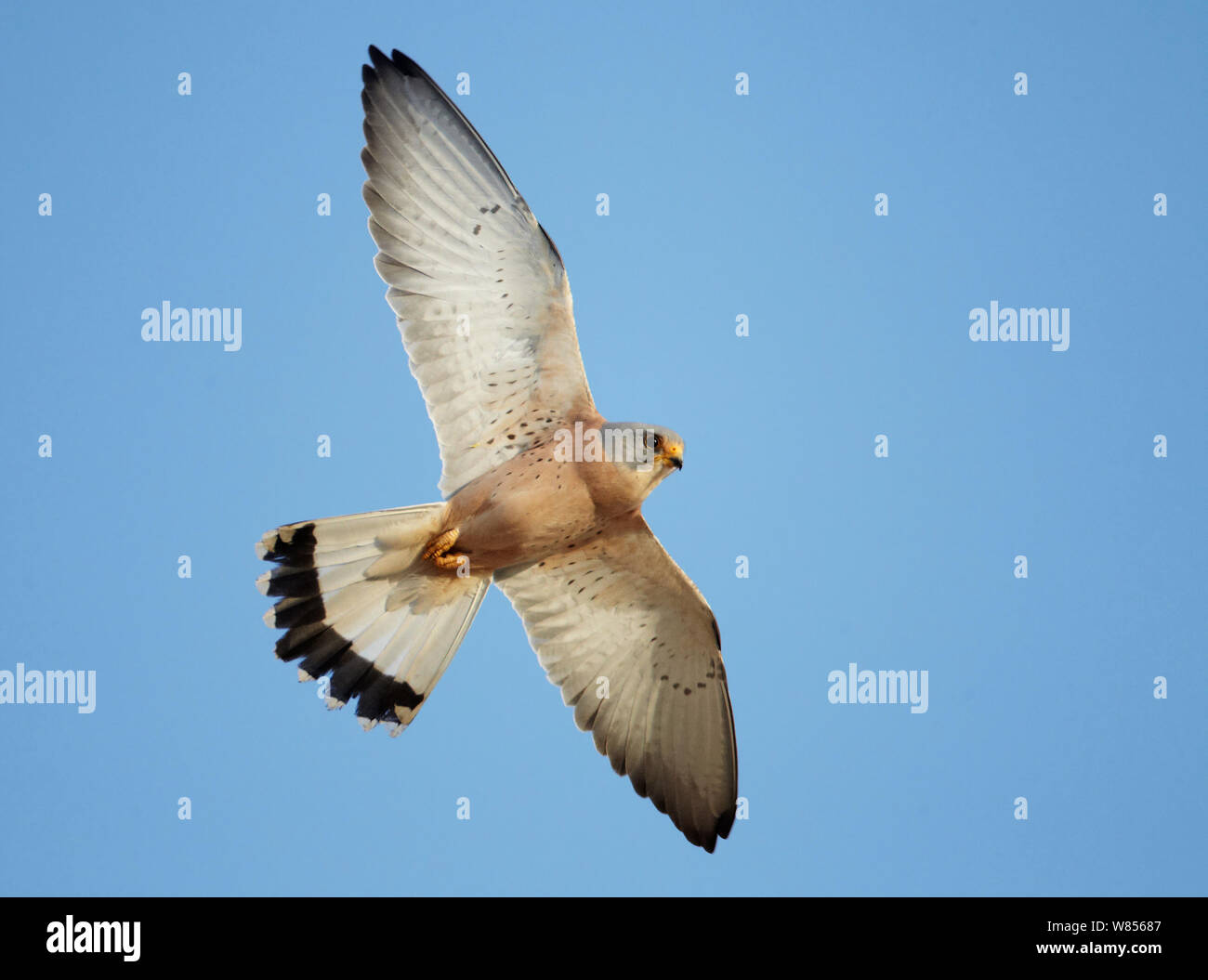 Kestrel underside hi-res stock photography and images - Alamy