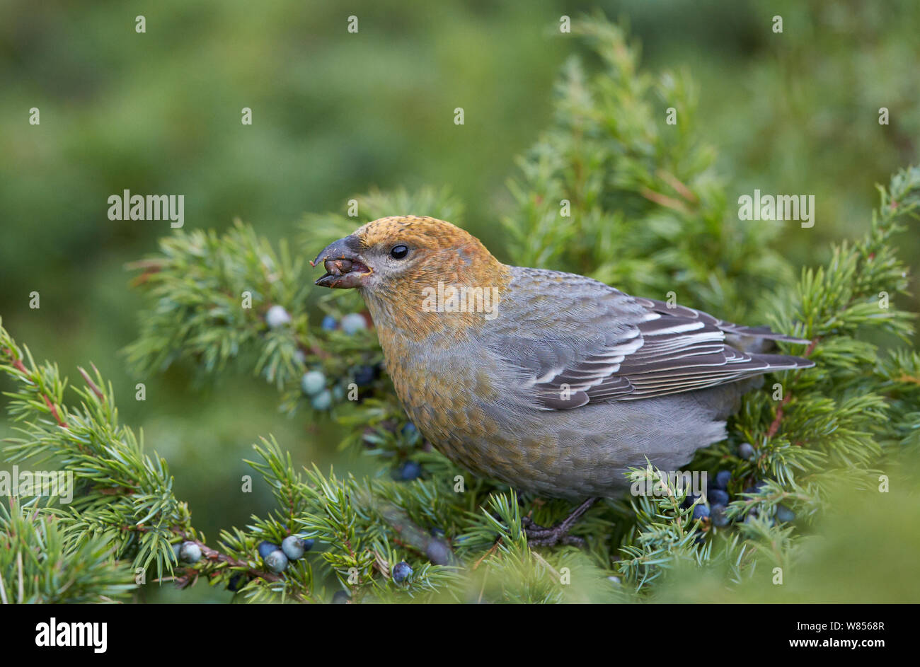 Pine Grosbeak (Pinicola enucleator) eating Juniper berries, Uto Finland ...