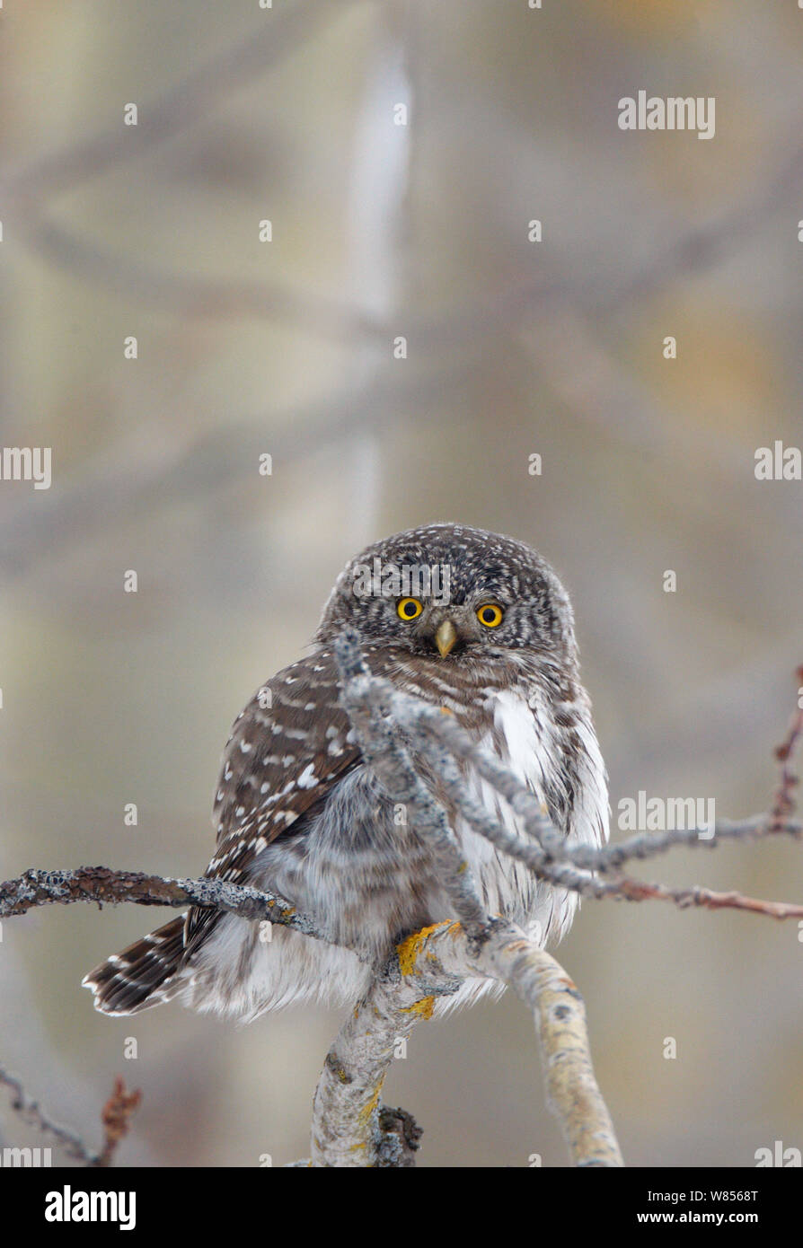 Glaucidium genus hi-res stock photography and images - Alamy