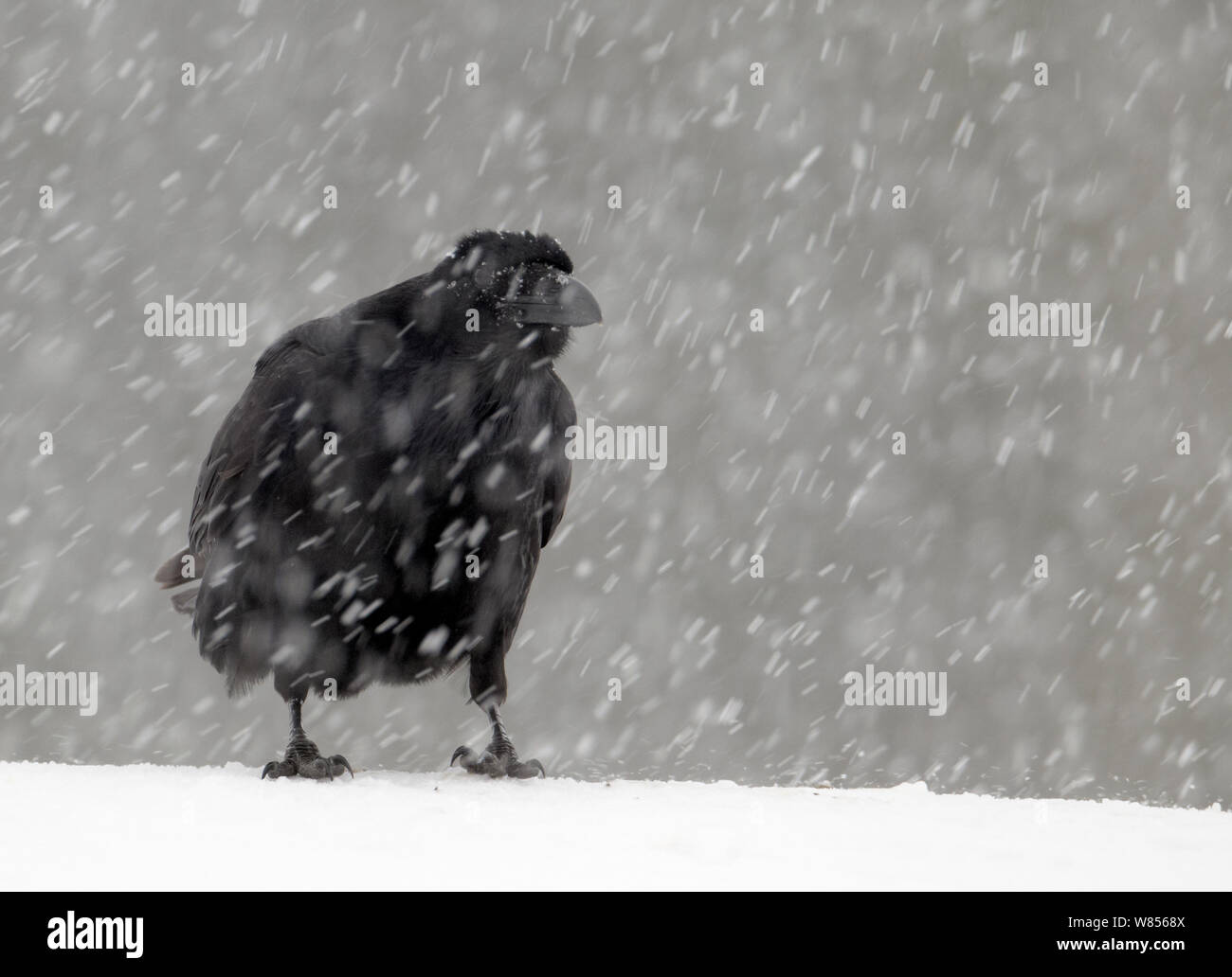 Common Raven (Corvus corax) in snow storm, Utajarvi Finland February ...