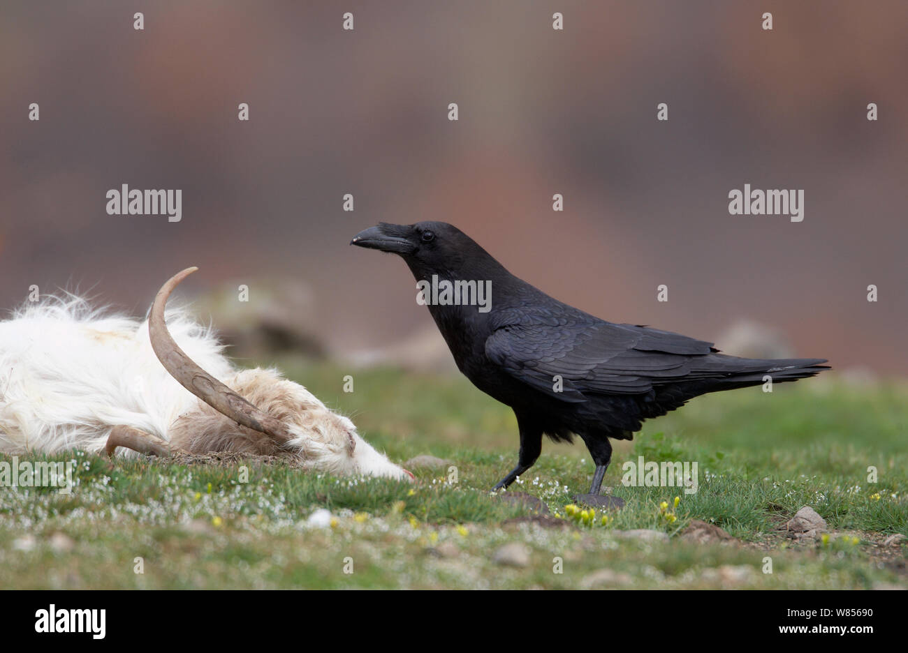 Common Raven (Corvus corax) near goat/sheep carcass, Bulgaria February ...