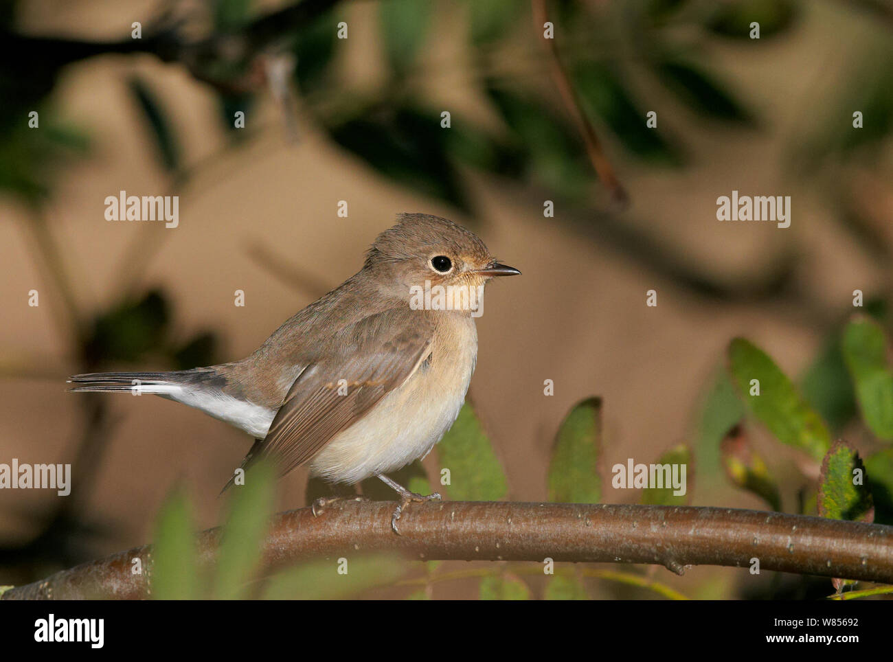 Red breasted Flycatcher (Ficedula parva) Uto Finland September Stock ...