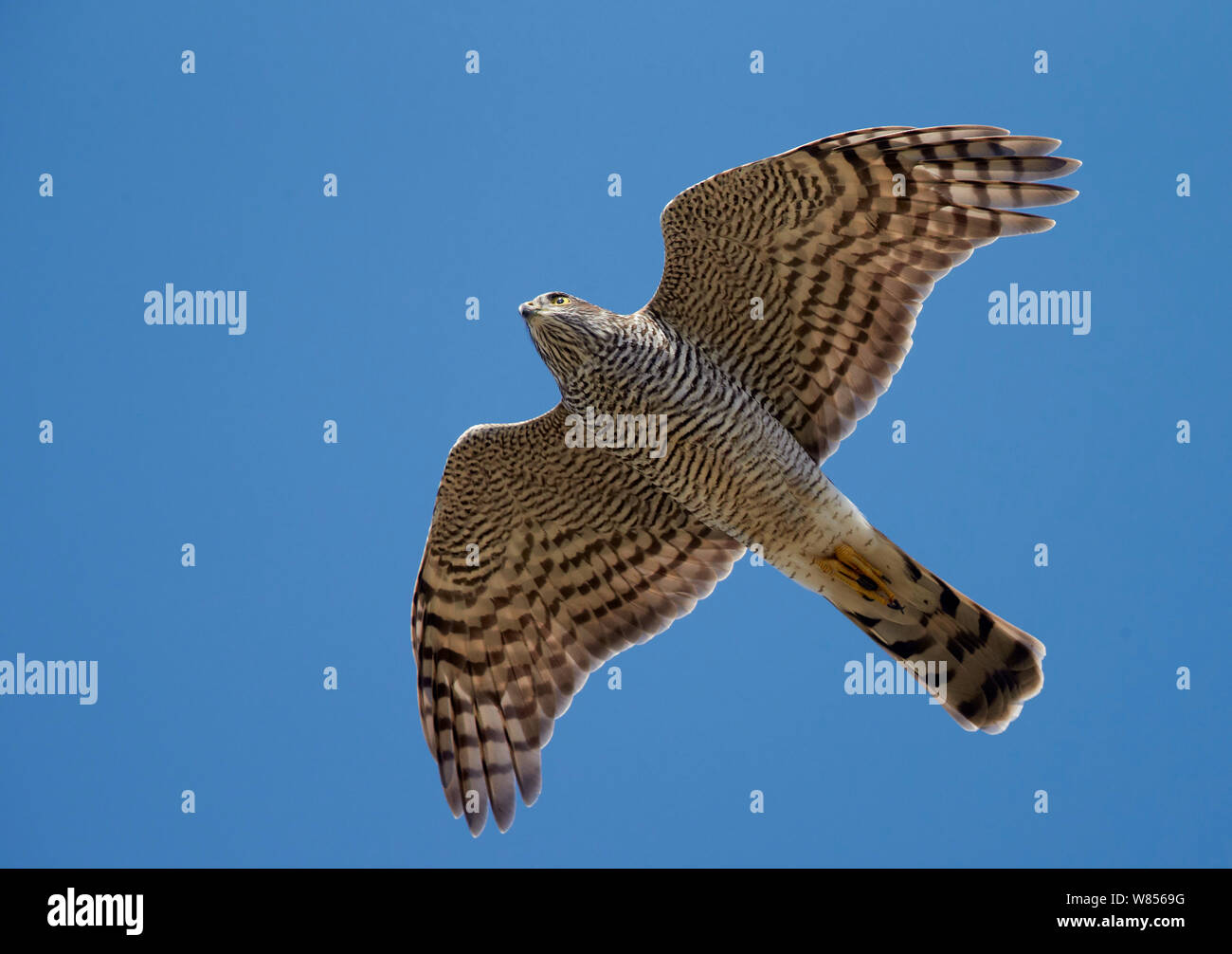 Sparrowhawk flying hi-res stock photography and images - Alamy