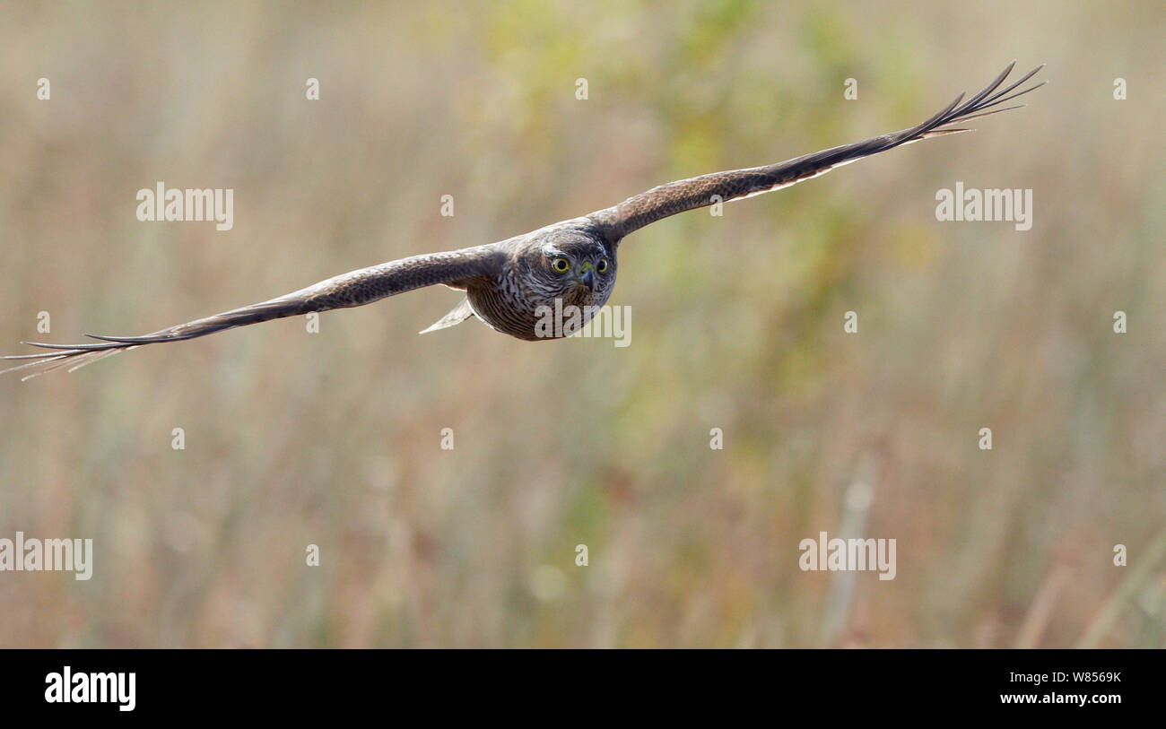 Sparrowhawk flying hi-res stock photography and images - Alamy
