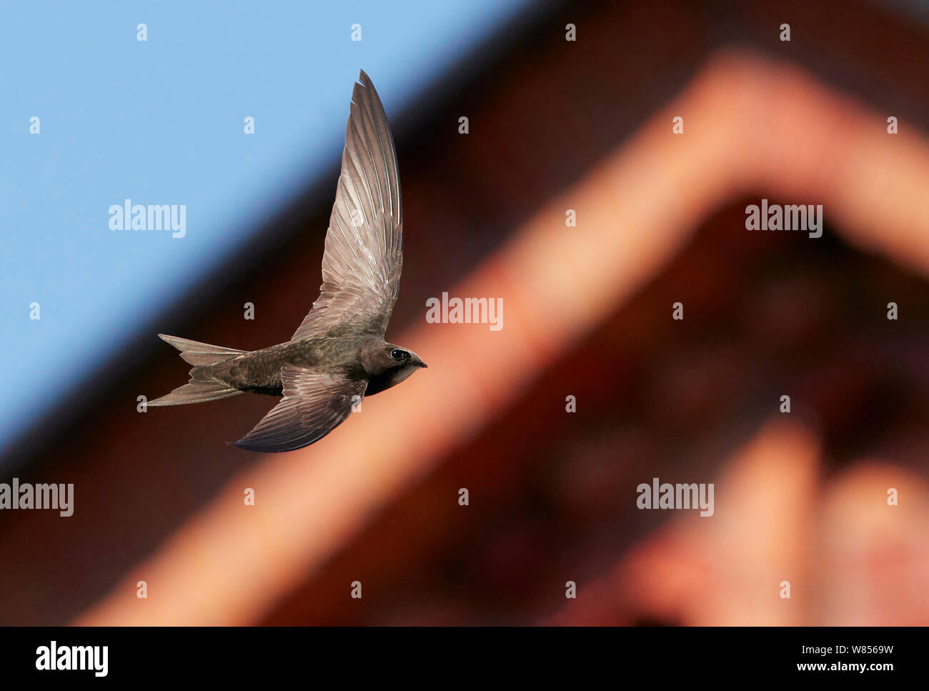 Swifts in flight hi-res stock photography and images - Alamy