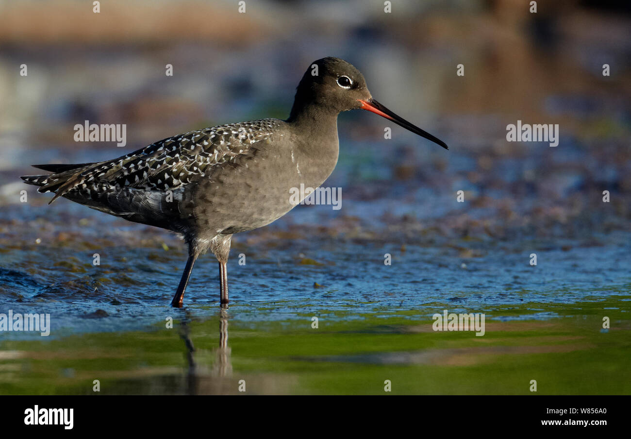 Wading birds of europe hi-res stock photography and images - Alamy