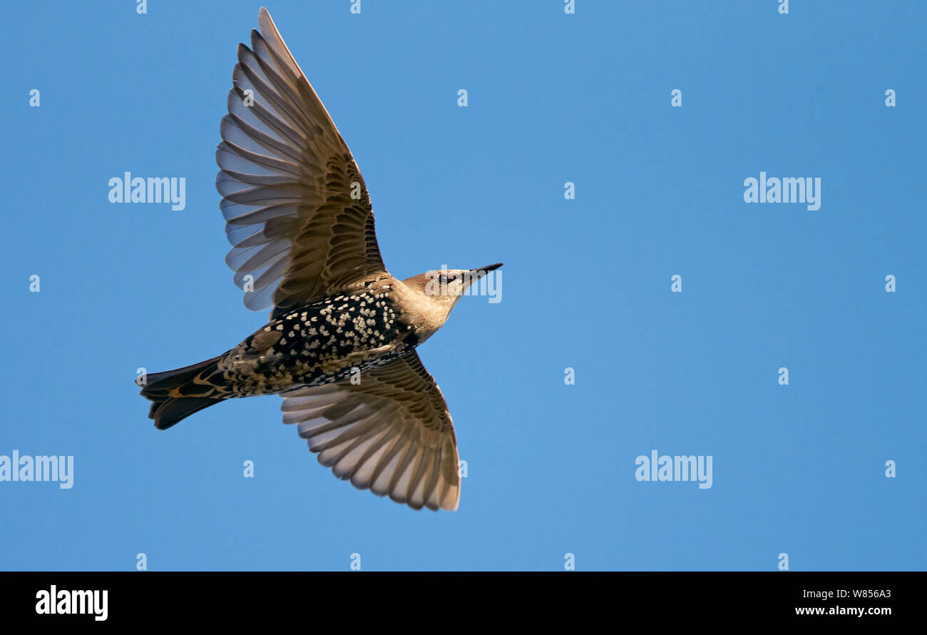 Overhead flight of birds hi-res stock photography and images - Alamy