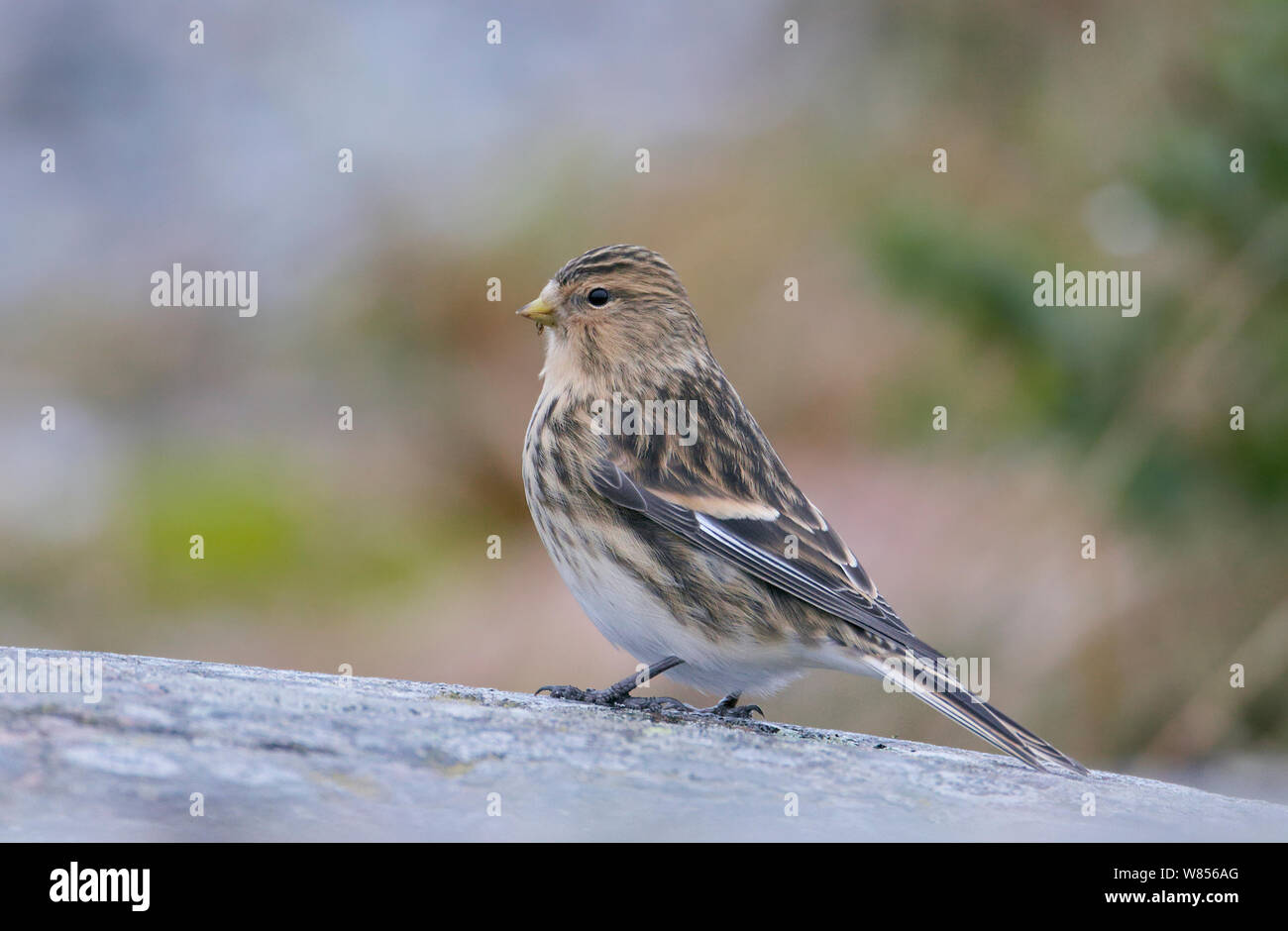 Twite profile hi-res stock photography and images - Alamy