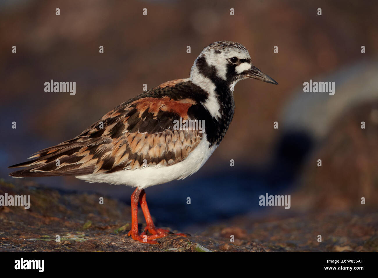 Turnstones birds hi-res stock photography and images - Alamy