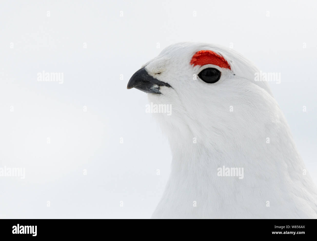 Grouse faces hi-res stock photography and images - Alamy