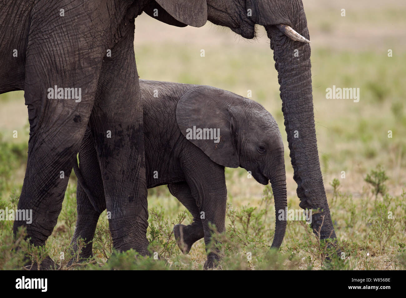 Calf elephants calves hi-res stock photography and images - Alamy