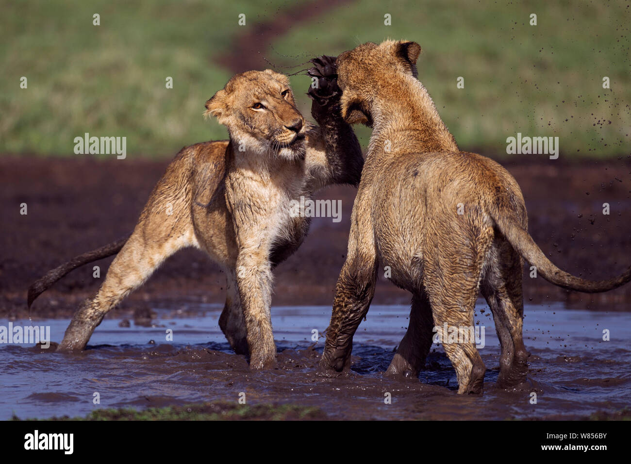 African lion (Panthera leo) cubs aged between 18 and 24 months playing ...