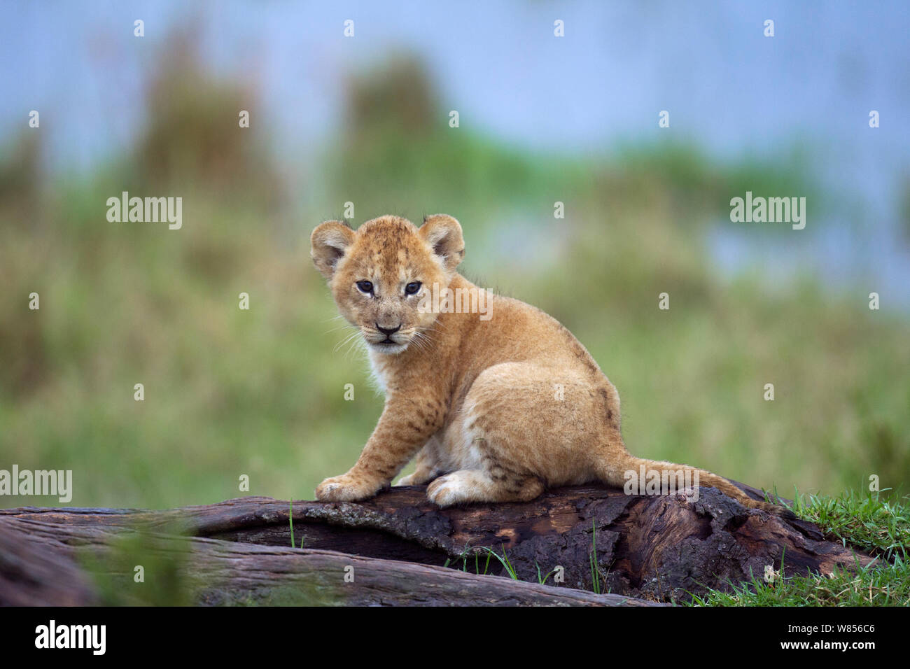 African Lion (Panthera leo) cub aged 1-2 months sitting portrait, Masai ...