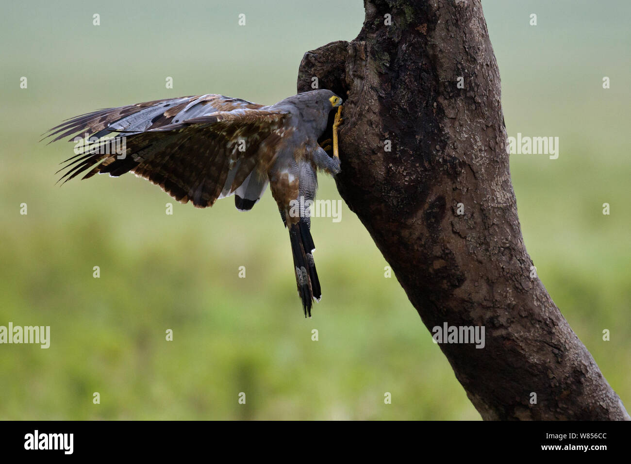 African birds nests hi-res stock photography and images - Alamy