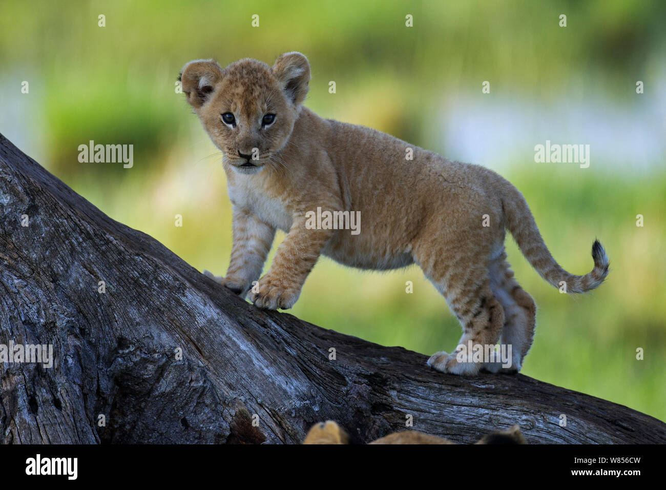 African Lion (Panthera leo) cub aged 1-2 months walking on a fallen ...