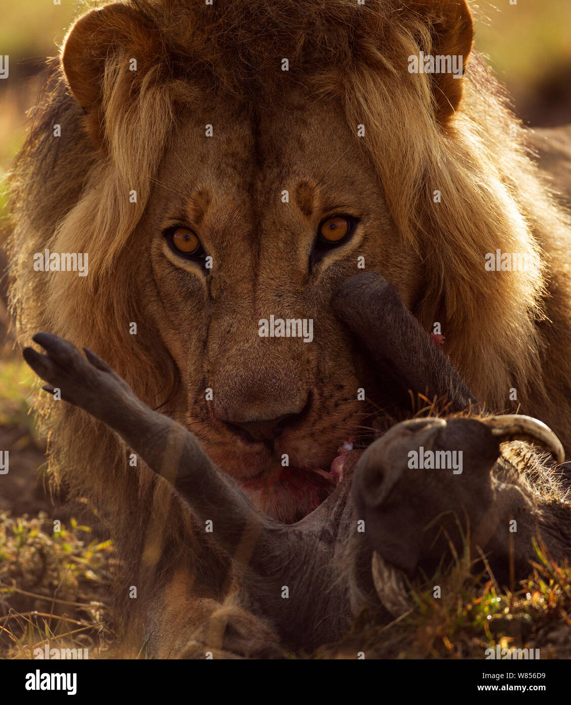 African Lion (Panthera leo) male feeding on a warthog kill, Masai Mara ...