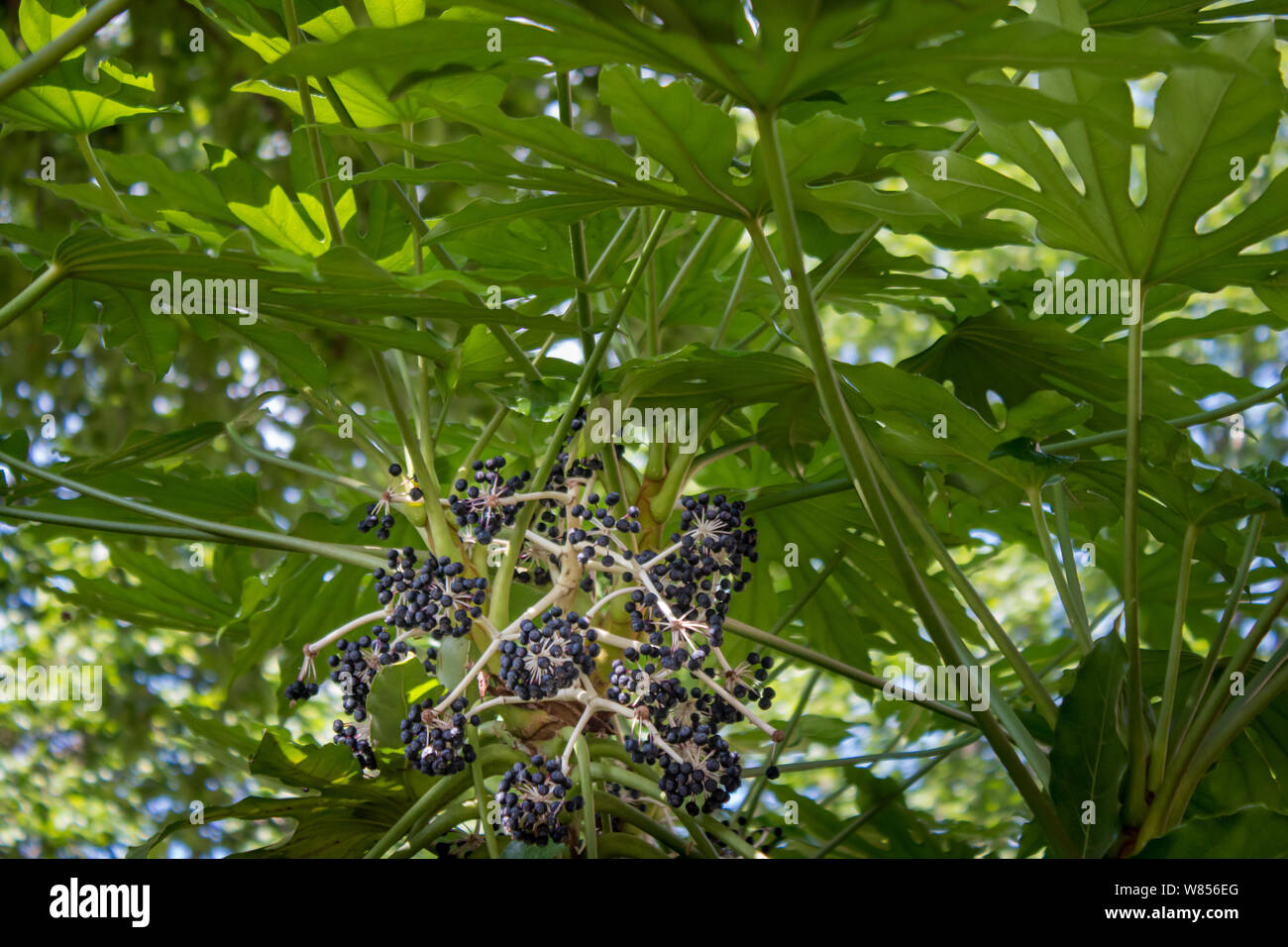 Clusters of seeds hi-res stock photography and images - Alamy