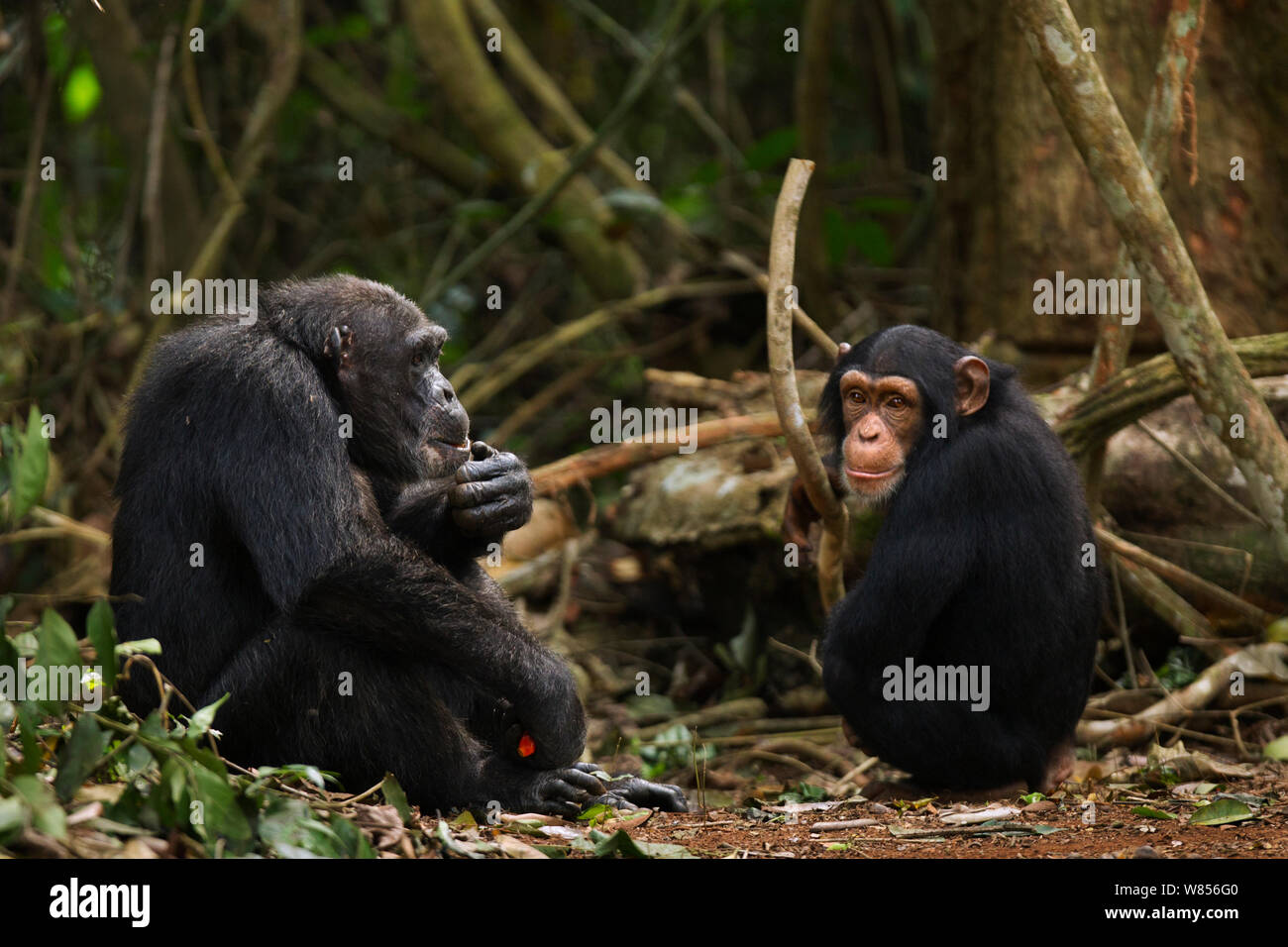 Western chimpanzee juvenile female hi-res stock photography and images ...