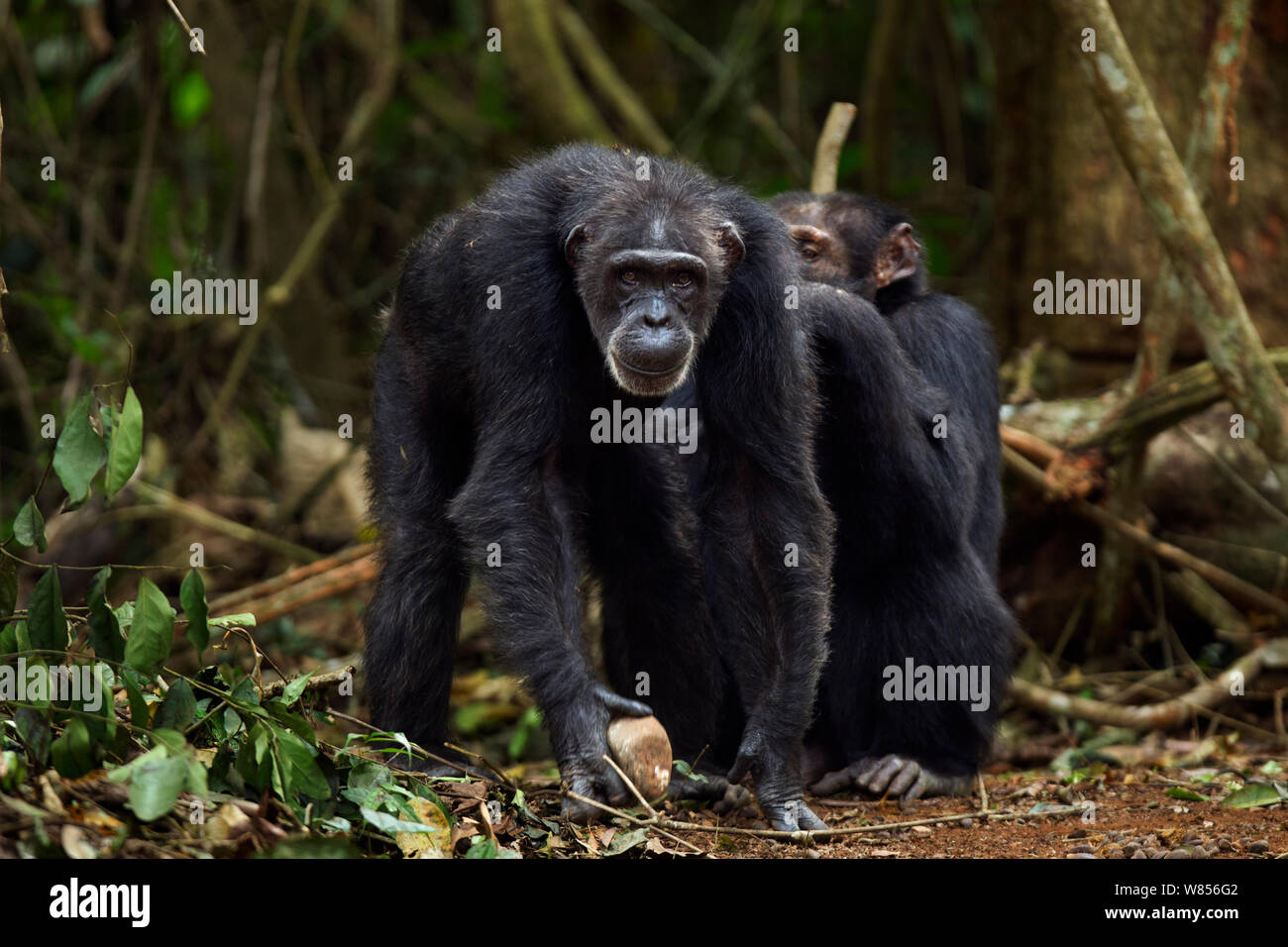 Chimpanzee social behaviour hi-res stock photography and images - Alamy