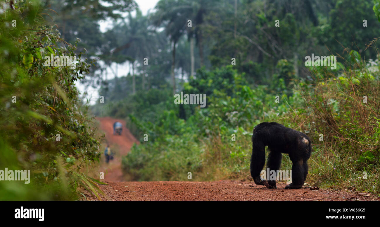 Chimp road hi-res stock photography and images - Alamy