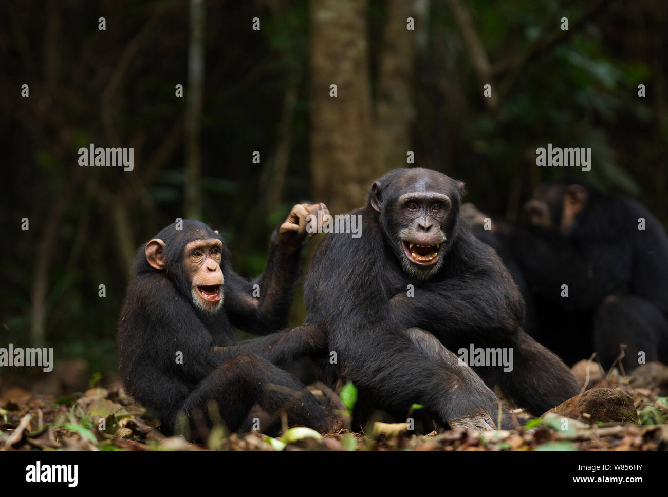 Western chimpanzee juvenile female hi-res stock photography and images ...