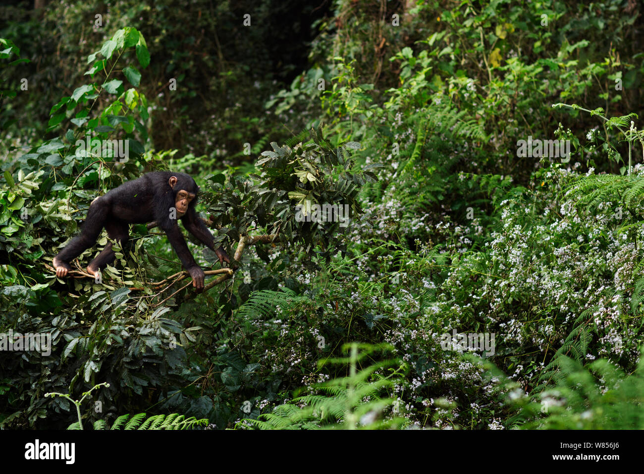 Western chimpanzee juvenile female hi-res stock photography and images ...
