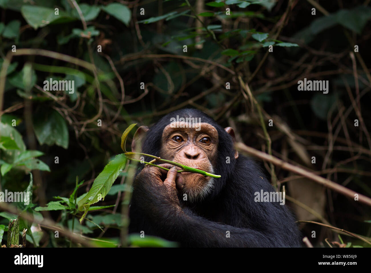 Cute Chimps High Resolution Stock Photography and Images - Alamy