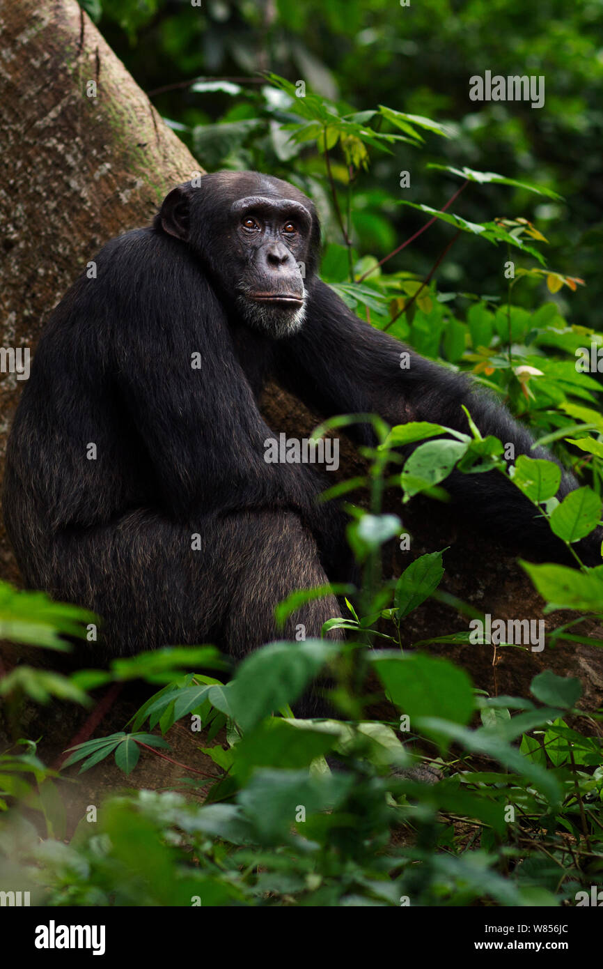 Western chimpanzee (Pan troglodytes verus) young male 'Peley' aged 12 ...