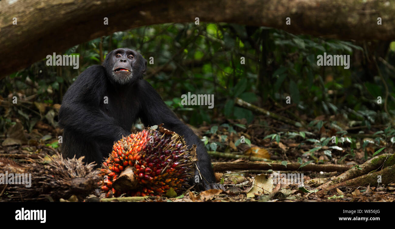 Palm oil fruits hi-res stock photography and images - Alamy