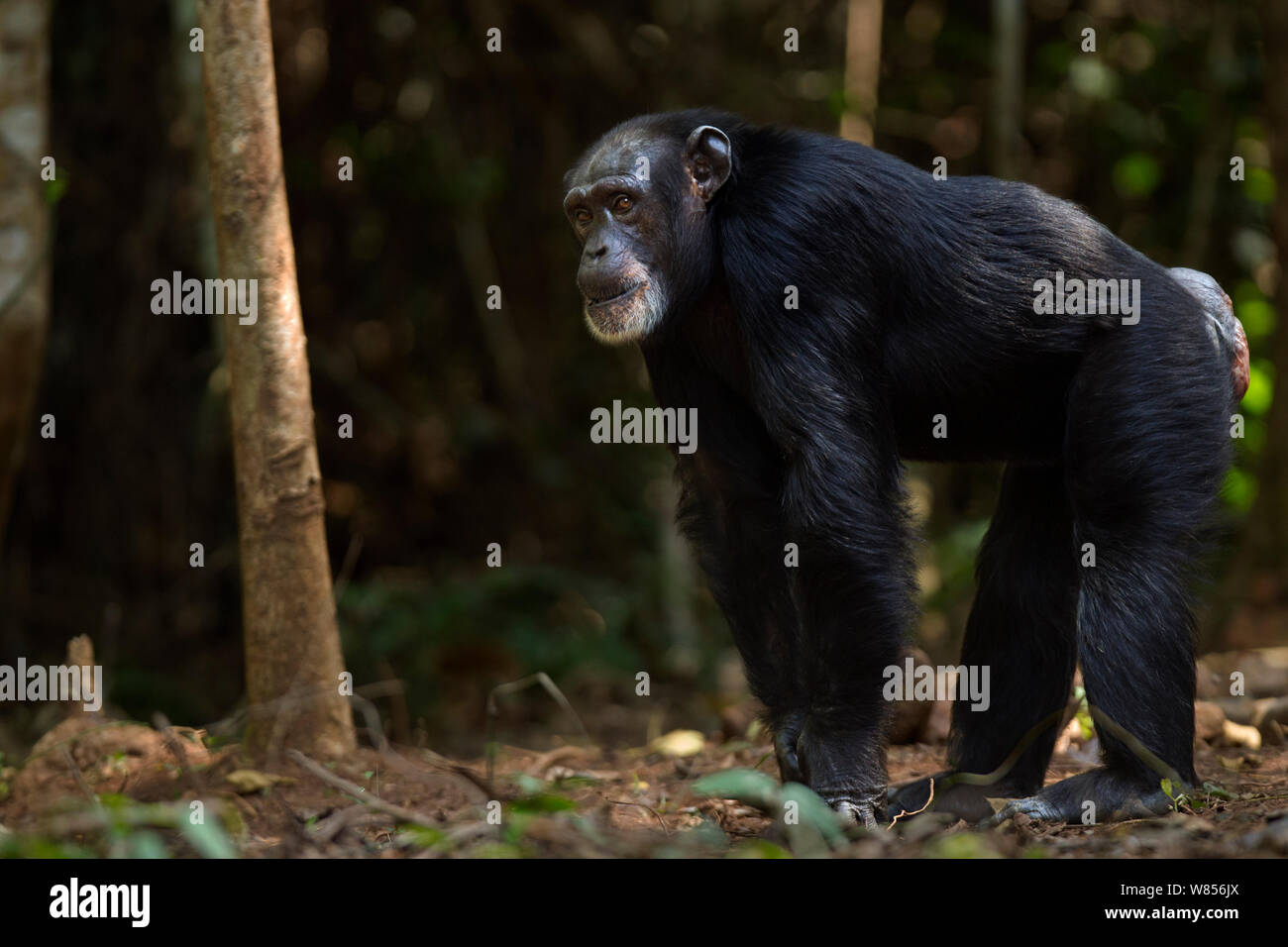 Western chimpanzee (Pan troglodytes verus) female 'Jire' aged 52 years ...