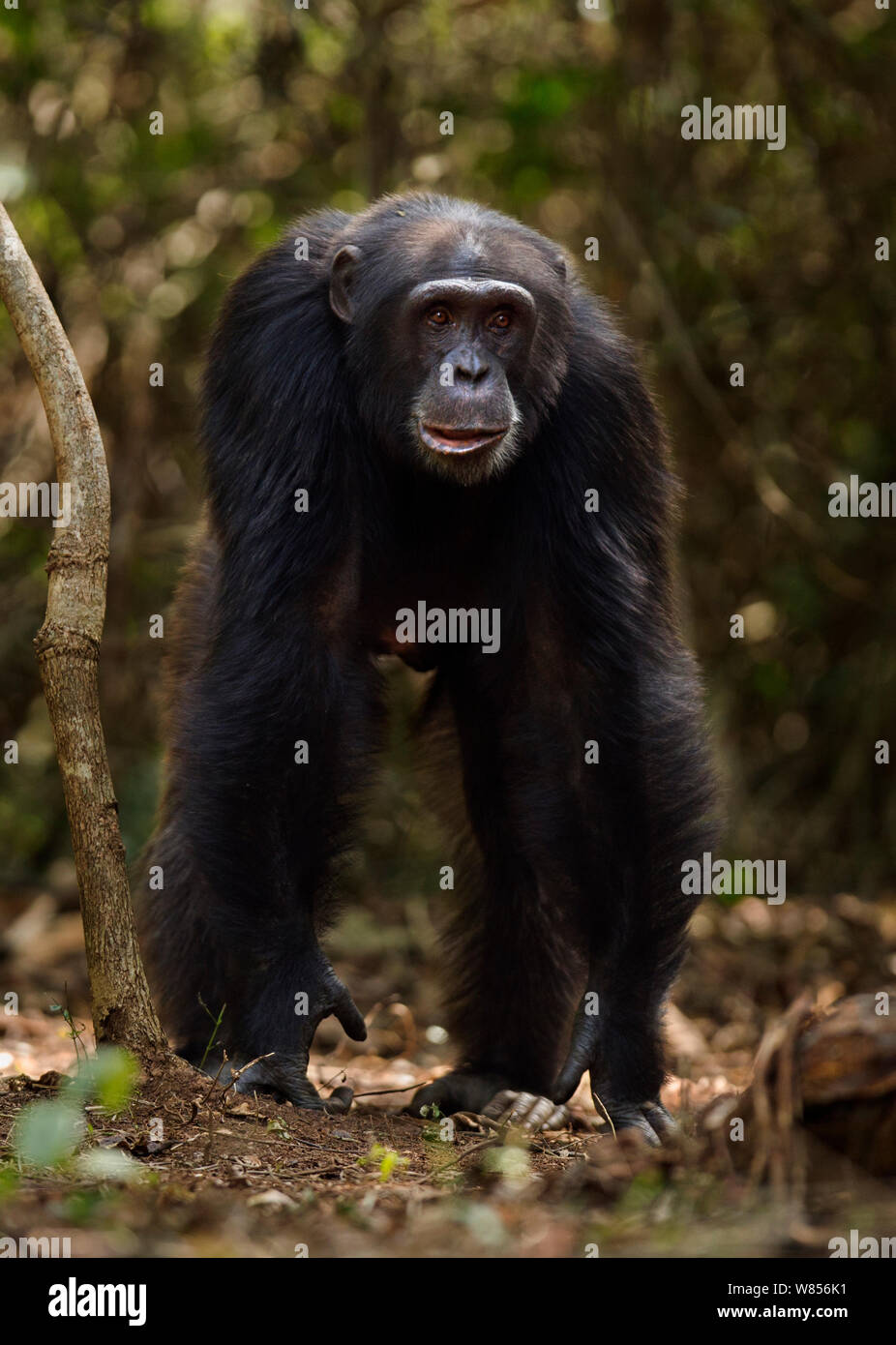 Western chimpanzee (Pan troglodytes verus) young male 'Peley' aged 12 ...