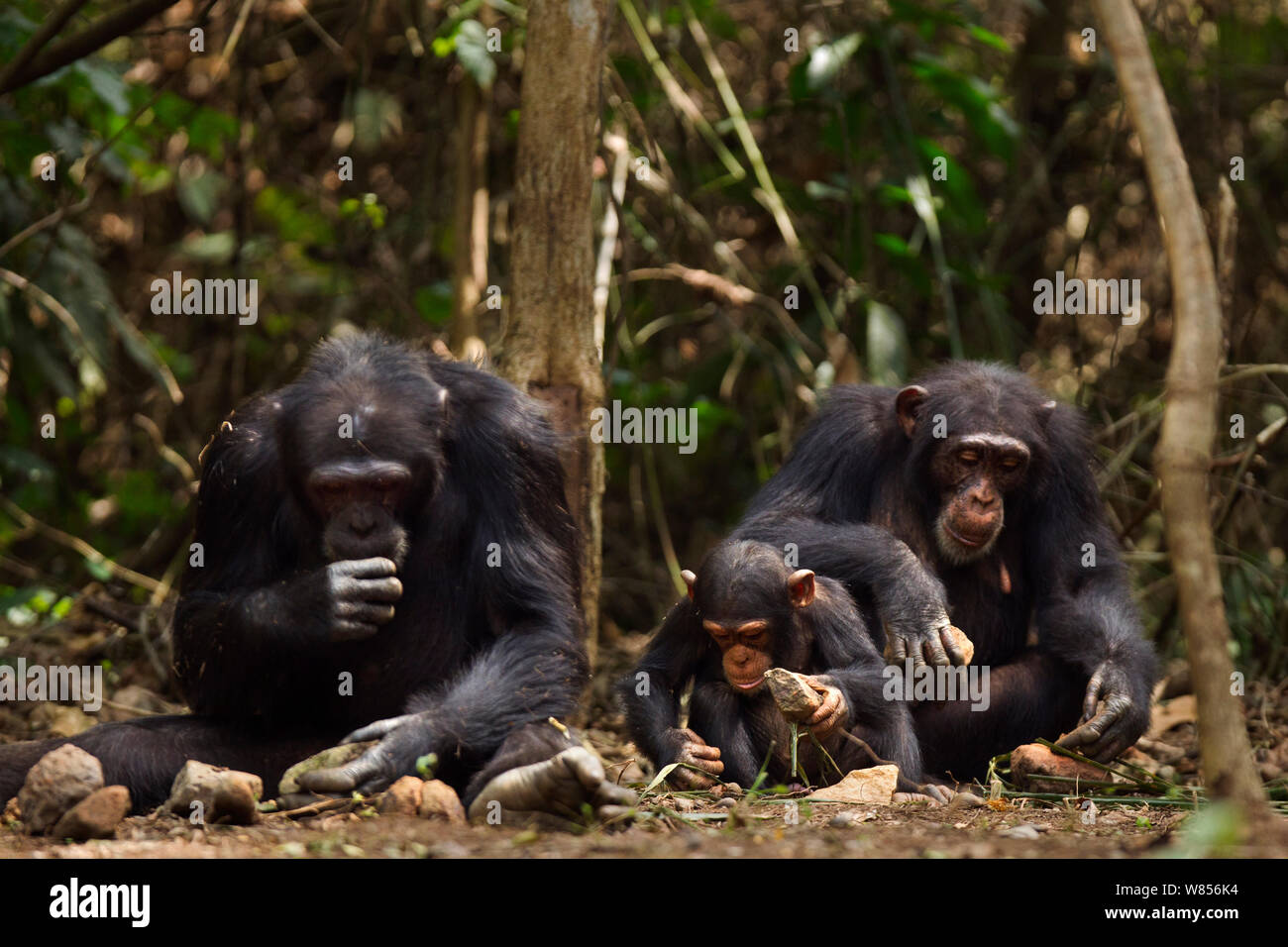 Cracking open palm oil nuts hi-res stock photography and images - Alamy
