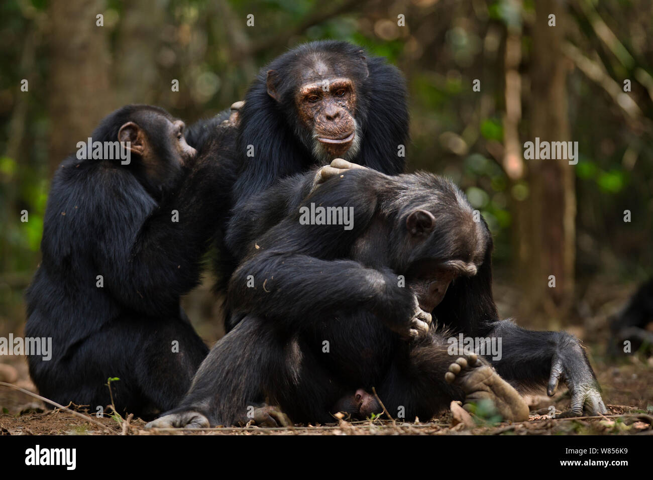 Chimpanzee social behaviour hi-res stock photography and images - Alamy