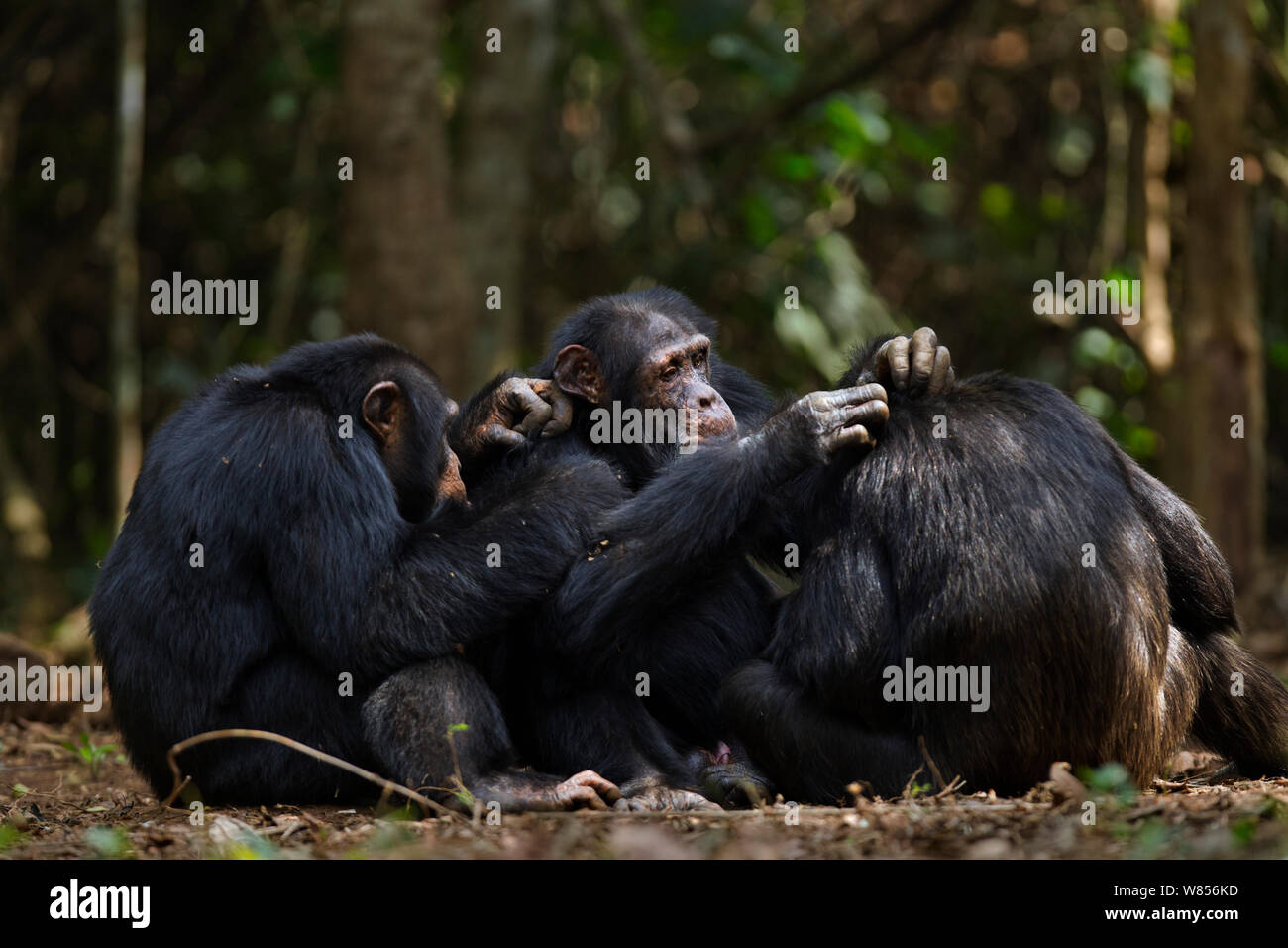 Western chimpanzee (Pan troglodytes verus) males 'Jeje' aged 13 years ...