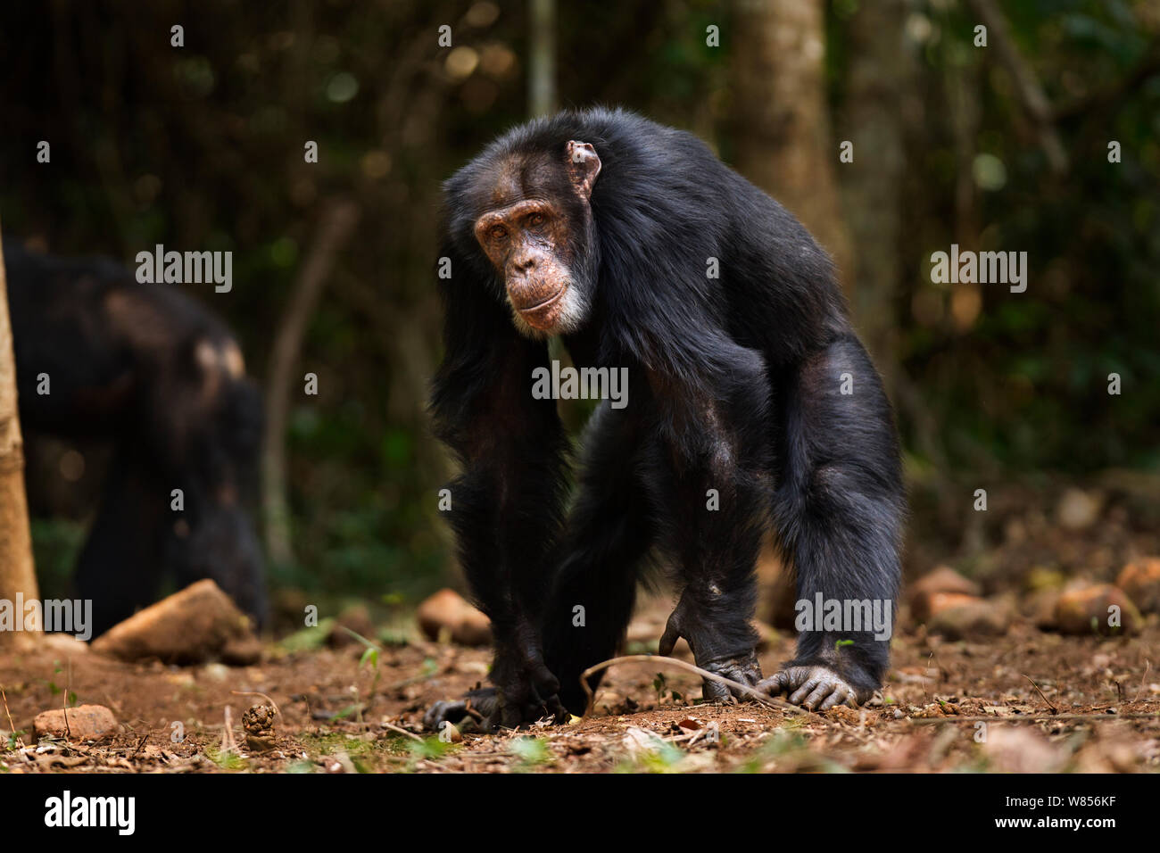 Western chimpanzee (Pan troglodytes verus) male 'Tua' aged 53 years ...