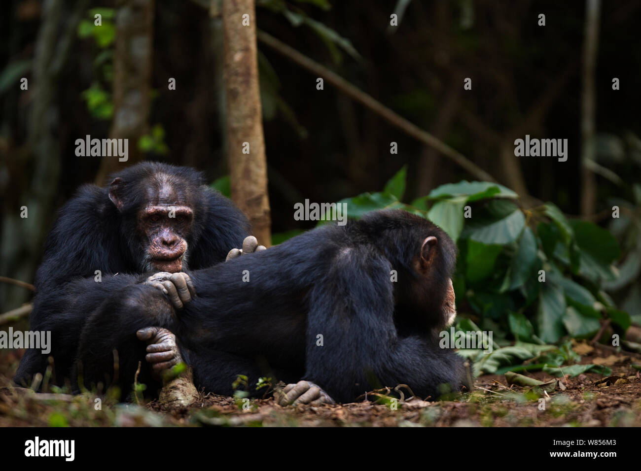 Chimpanzee social behaviour hi-res stock photography and images - Alamy