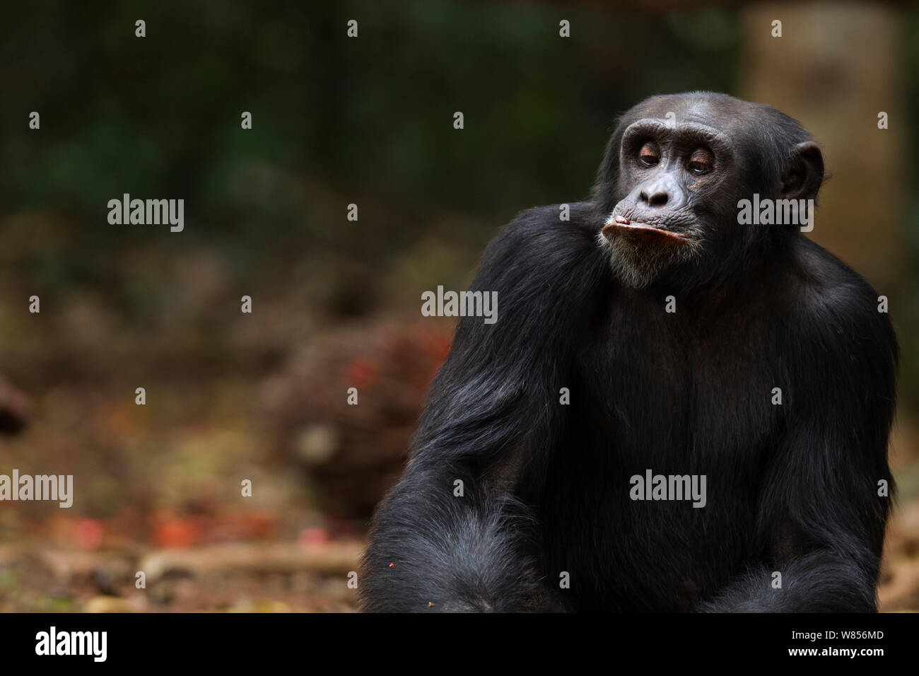 Western chimpanzee (Pan troglodytes verus) young male 'Peley' aged 12 ...